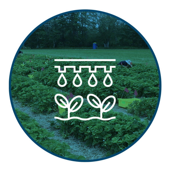 Field Research Services – Perennia