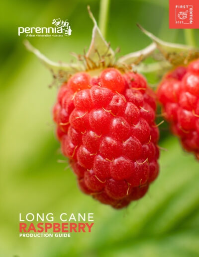 Long Cane Raspberry Production Guide – Perennia